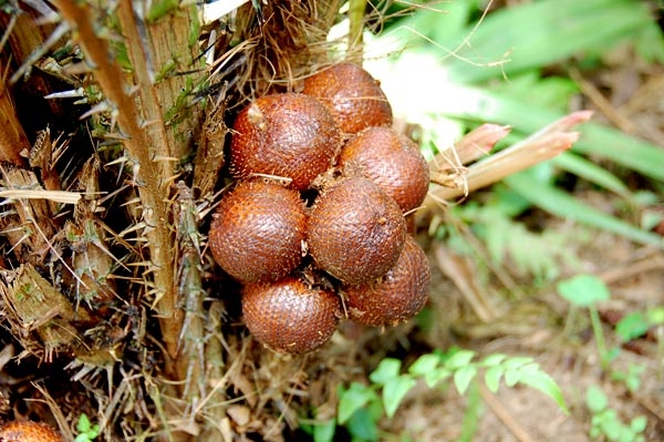 Salak fruit store